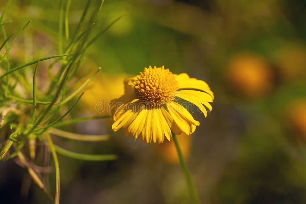 Yellow Sneezeweed, Helenium Amarum Stock Photo - Image of beautiful ...