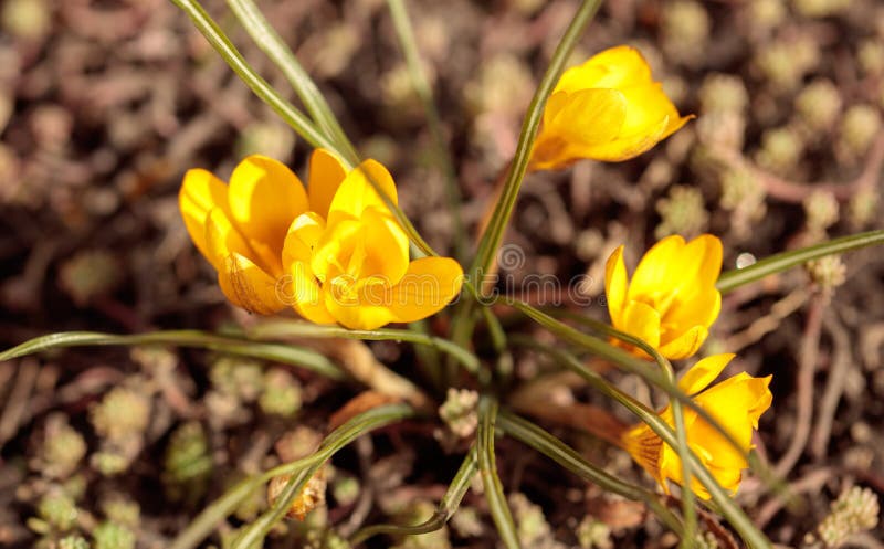 Yellow Snowdrop Flowers on the Ground in the Park Stock Image - Image ...