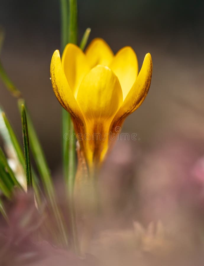 Yellow Snowdrop Flowers on the Ground in the Park Stock Photo - Image ...