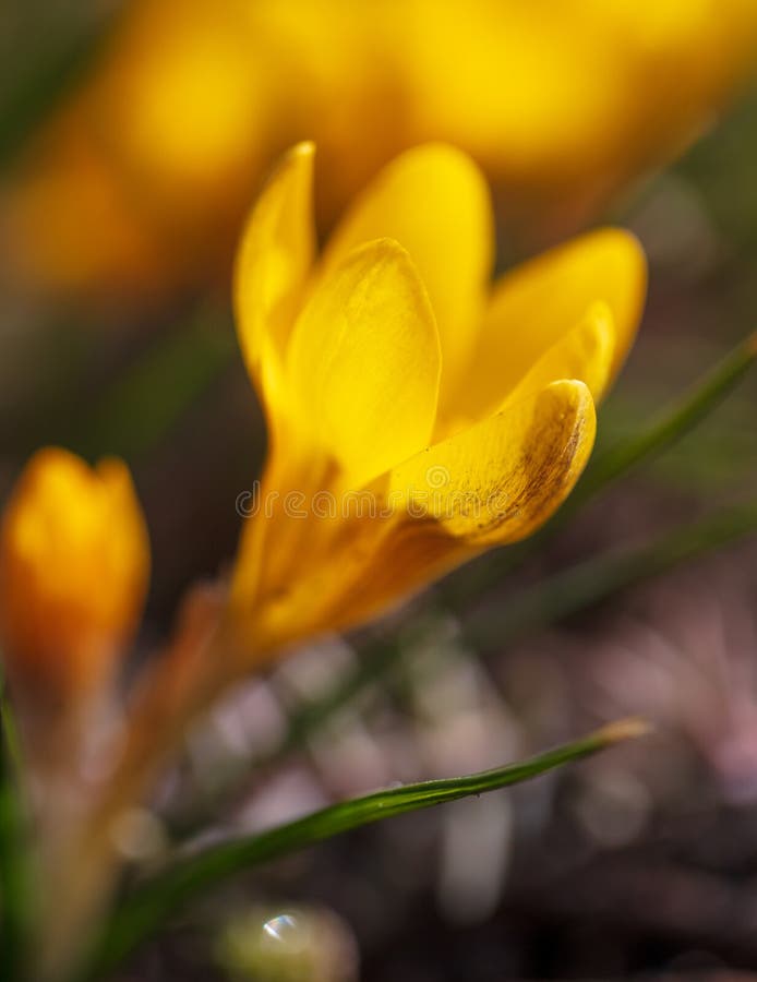 Yellow Snowdrop Flowers on the Ground in the Park Stock Photo - Image ...