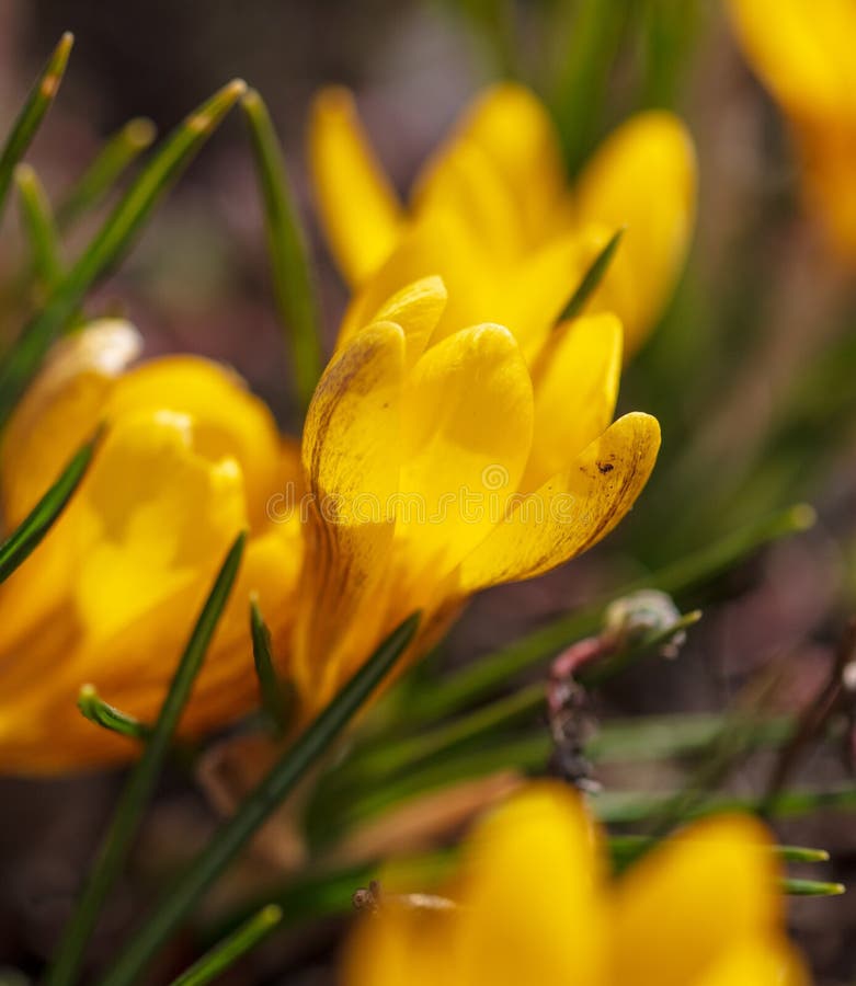 Yellow Snowdrop Flowers on the Ground in the Park Stock Photo - Image ...