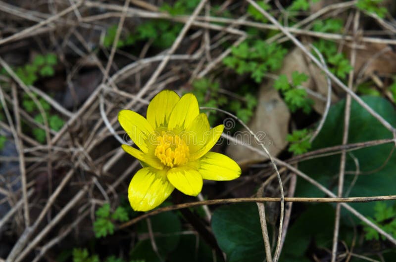 The yellow snowdrop stock photo. Image of glade, background - 89274540