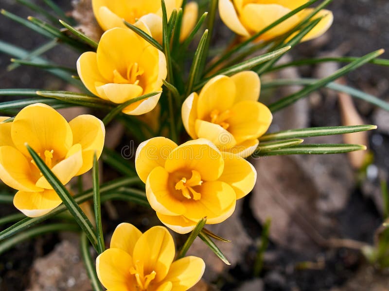 Yellow snowdrops stock photo. Image of meadow, leaf, spring - 87596144