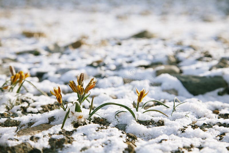 Yellow Snowdrops in High Mountain Valley Stock Image - Image of green ...