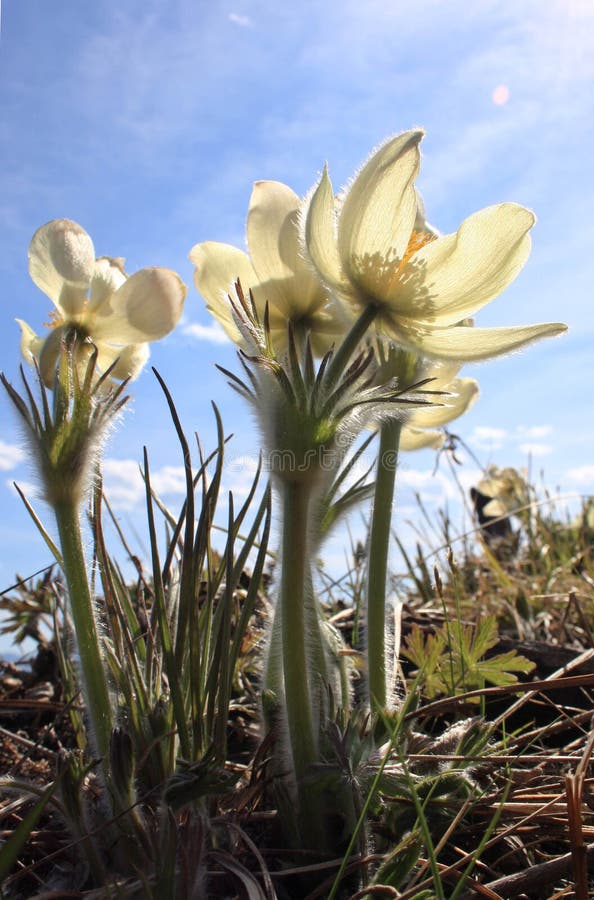 Yellow Snowdrops Reach for the Sun Stock Image - Image of plant, flower ...