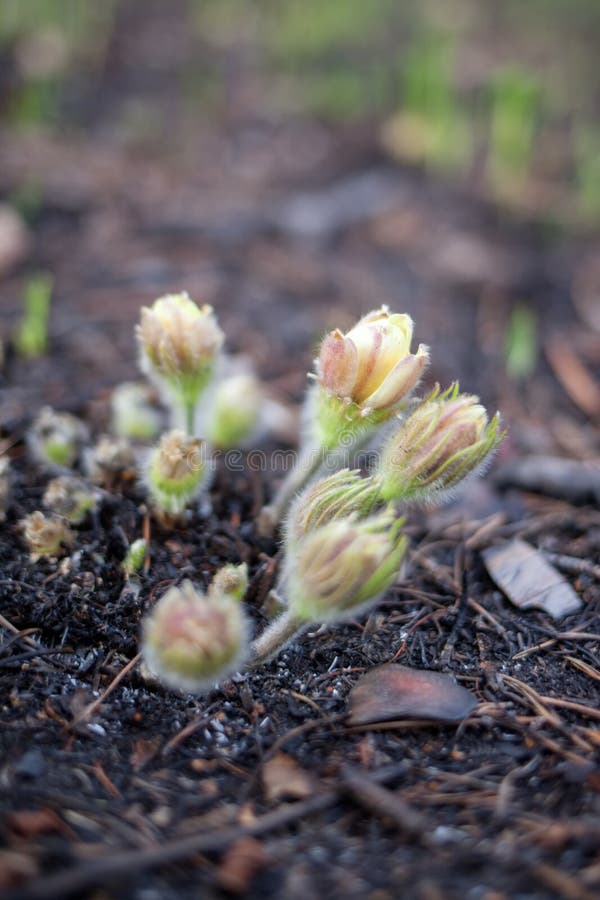 Yellow Snowdrops in Spring Forest Stock Image - Image of garden, close ...