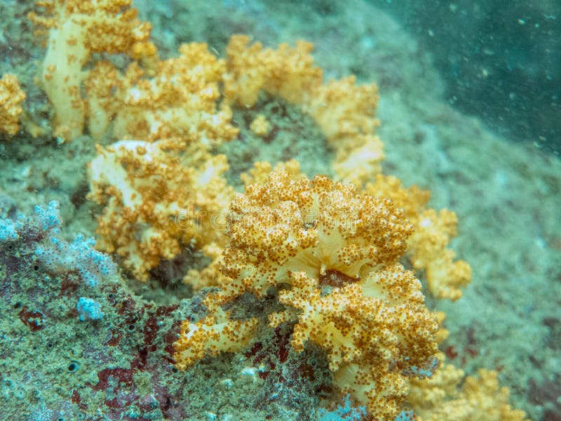 Yellow Soft Corals in Myanmar Divesite Stock Photo - Image of beautiful ...