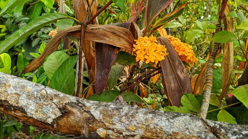 Yellow Soka or Ixora Chinensis Flowers Planted in the City Park of ...