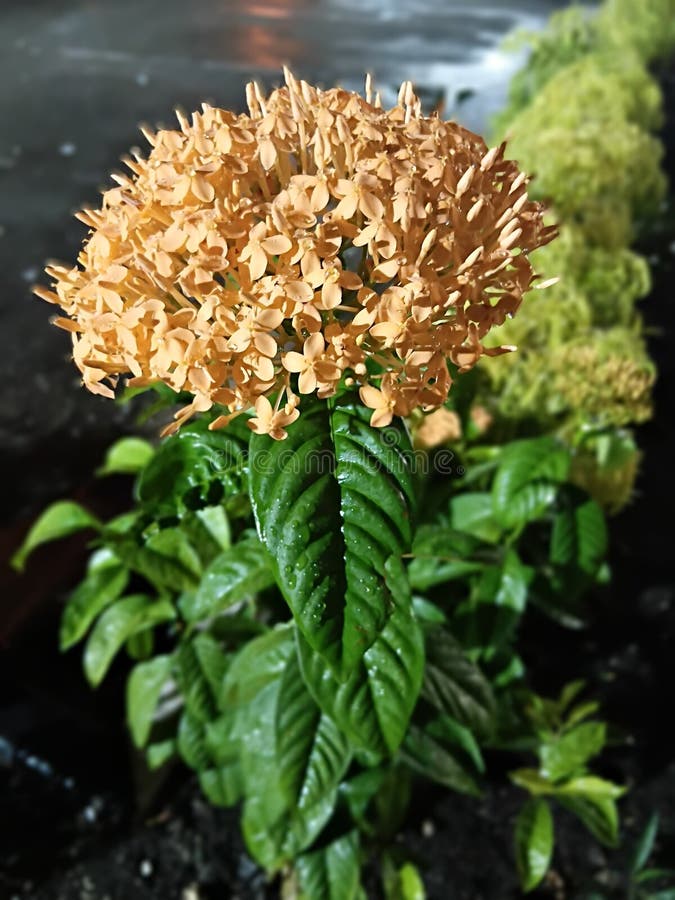 Yellow Soka flowers stock photo. Image of yellow, flowers - 362916688