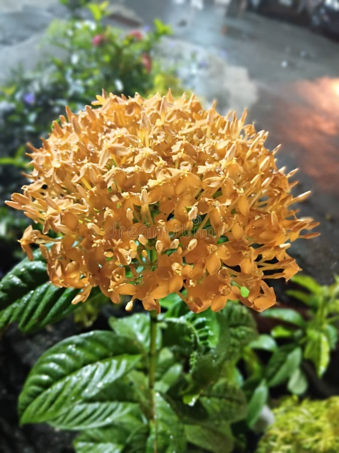 Yellow Soka flowers stock photo. Image of flowers, natural - 362916740