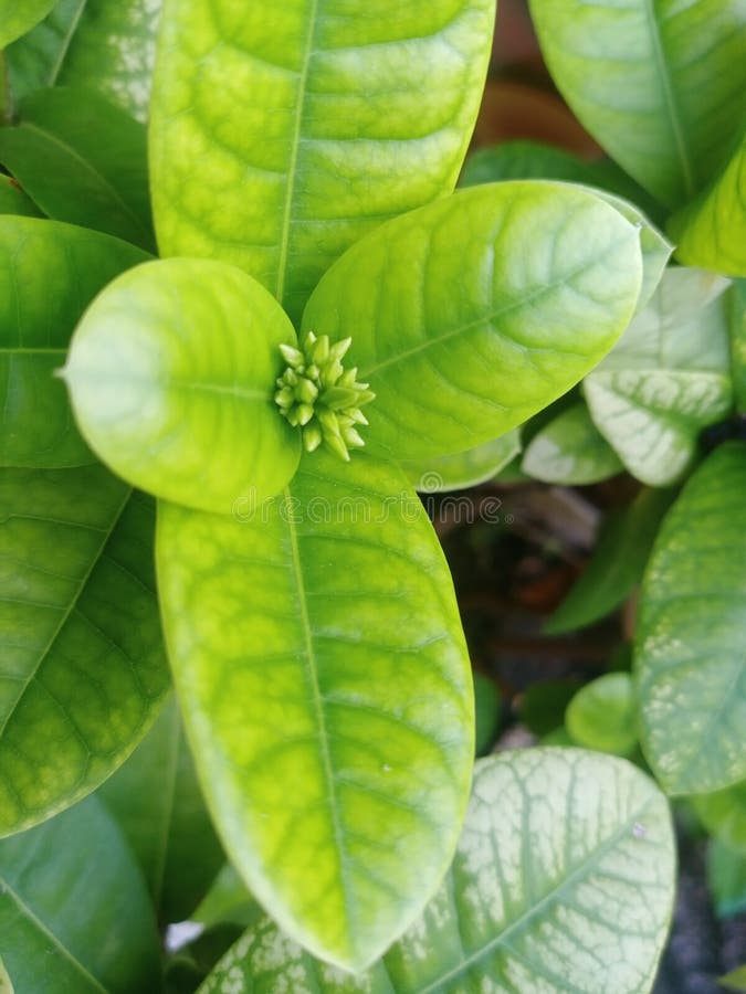 Yellow Soka Flowers Start To Bloom Stock Photo - Image of bloom, start ...
