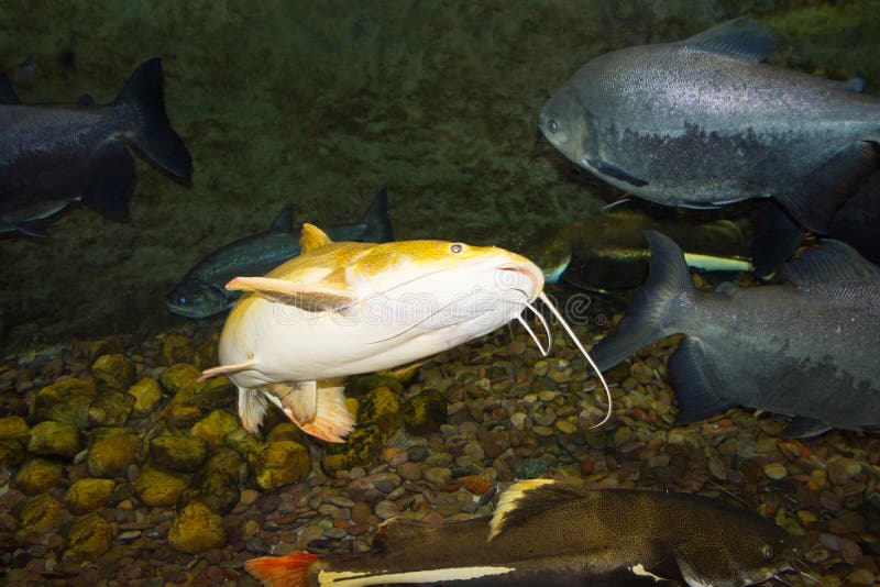 Yellow Som Fish Swimming Under Water Stock Image - Image of aquarium ...