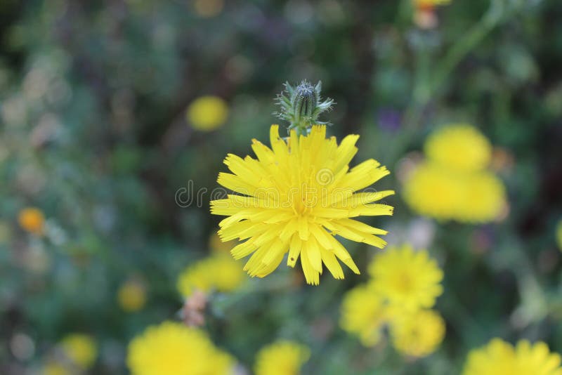 Yellow soul stock image. Image of yellow, flower, magic - 83444369