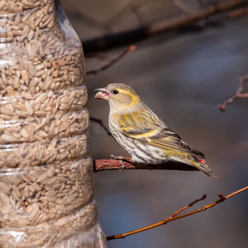 Yellow Sparrow Bird Perching on a Tree Branch Stock Image - Image of ...