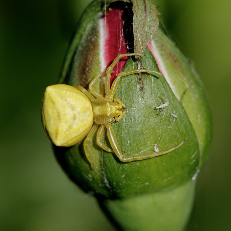 Spider stock image. Image of legs, fuzzy, eyes, phobia - 739947