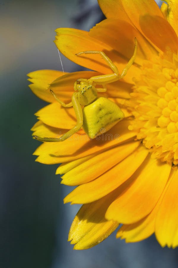 Yellow spider stock image. Image of colorful, color, preciosa - 27595683