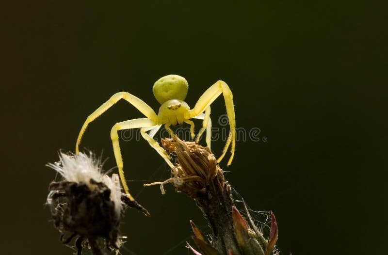 Flower Crab Spider, Thomisidae Misumena Vatia Stock Photo - Image of ...