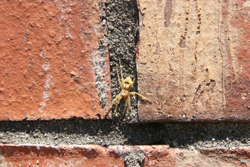 Yellow Spider on Brick stock image. Image of spiders, creepy - 125215