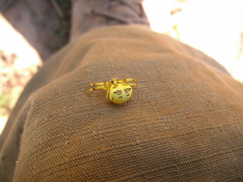 Yellow Spider with Brown Patterns on Field Pants in Swaziland Stock ...