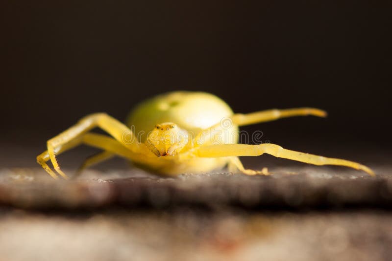 Yellow spider. stock image. Image of outdoor, small, macro - 77322459