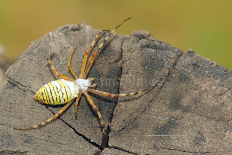 Yellow spider stock image. Image of legs, insects, yellow - 44562765
