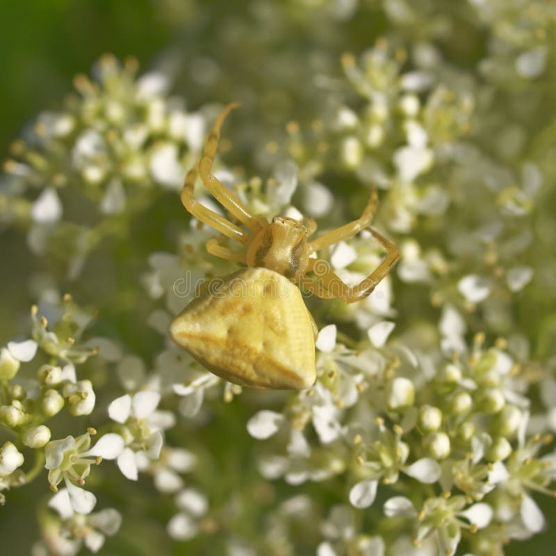 Yellow spider closeup stock image. Image of fauna, insect - 24851773