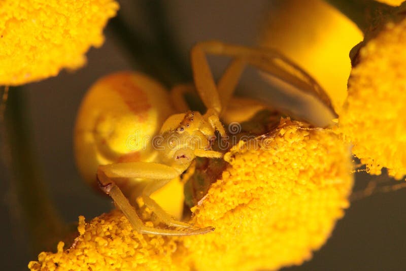 Yellow spider stock image. Image of animal, albopilosum - 76075043