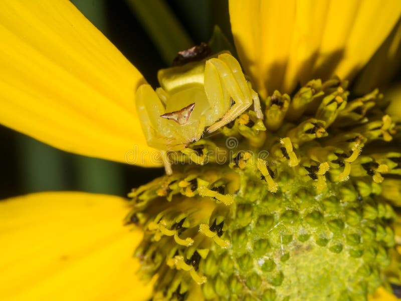 Yellow Spider Flower stock photo. Image of yellow, life - 79286136