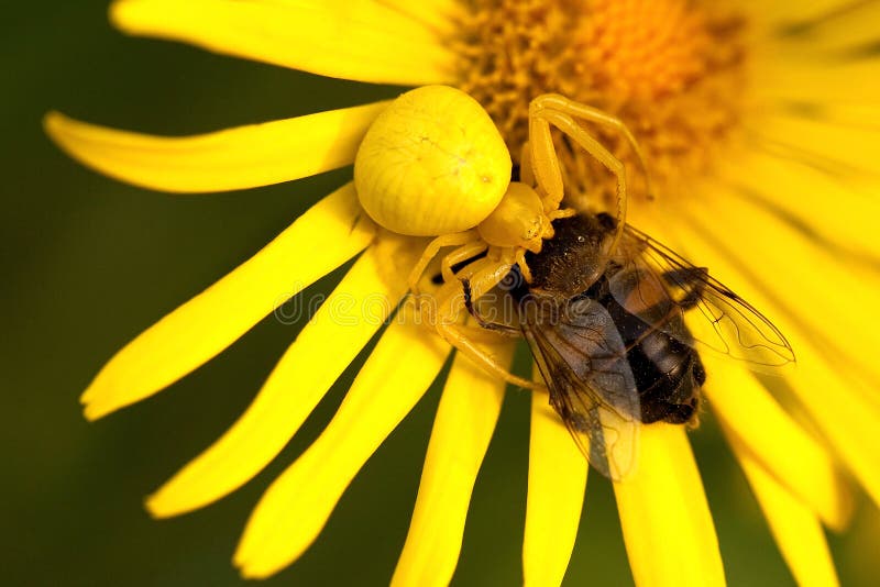 Yellow Spider Graping a Fly Stock Image - Image of insects, nature ...