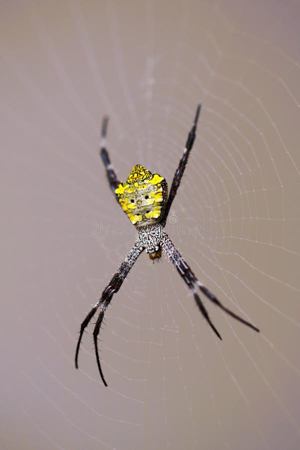 A Yellow Spider Hanging in a Web. Stock Photo - Image of arthropod ...