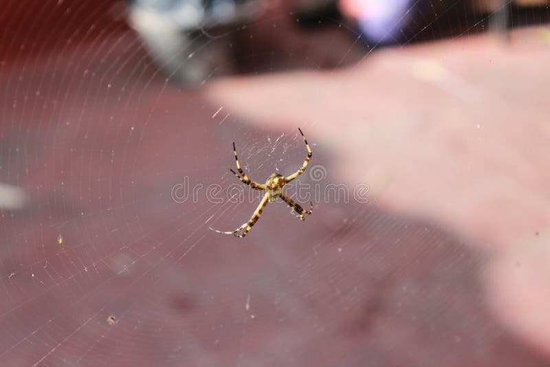 Yellow spider in his web 2 stock photo. Image of plants - 93964294