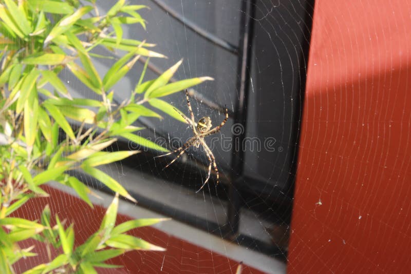 Yellow spider in his web 3 stock photo. Image of yellow - 93964310