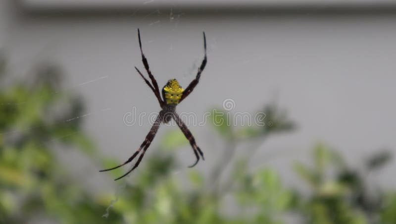 A Yellow Spider on the Island of Java Stock Image - Image of area ...