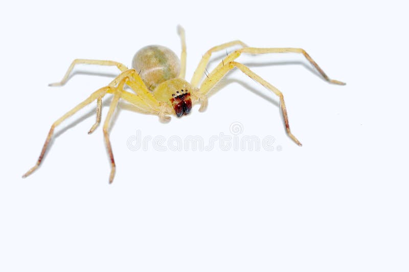 Yellow spider isolated stock image. Image of animal, brown - 22168325