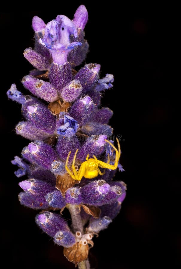 Yellow Spider on Lavender stock image. Image of brown - 25523349