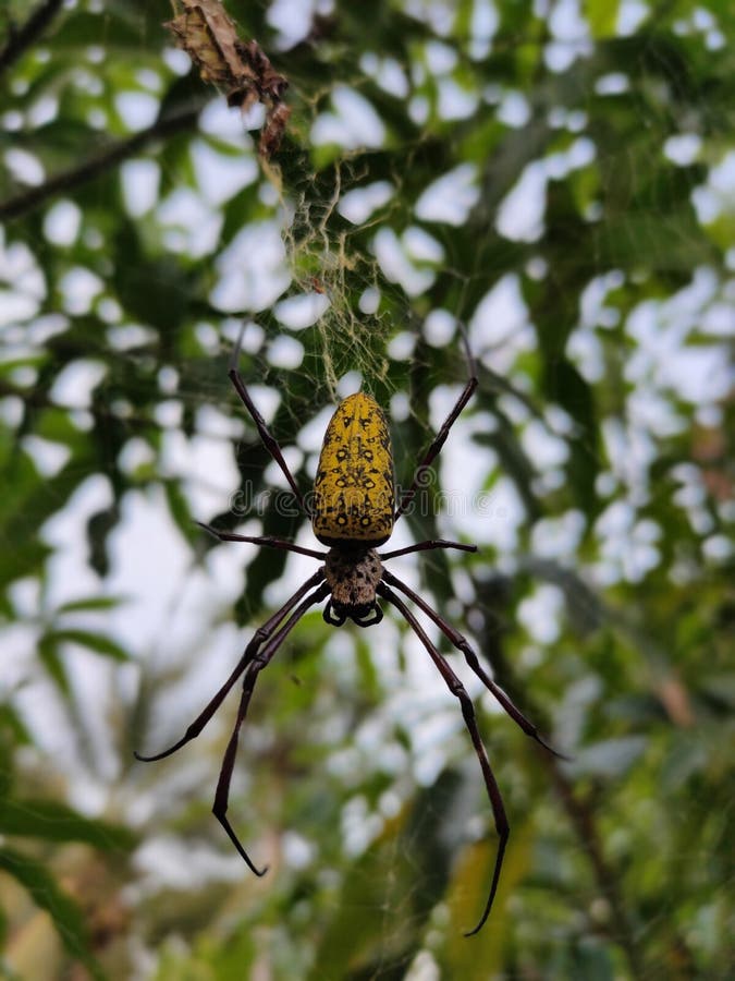 A Yellow Spider Makes a Nest in a Mango Tree Stock Image - Image of ...