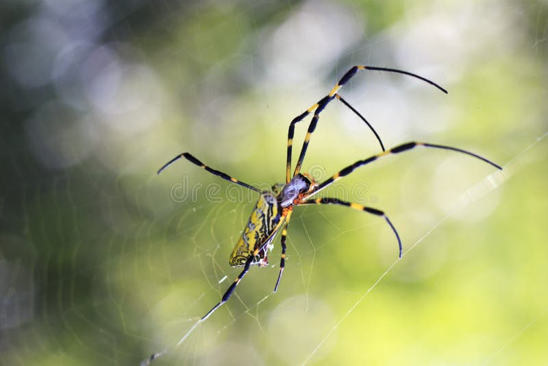 Yellow Spider with a Spider Web Close Up Stock Image - Image of creepy ...