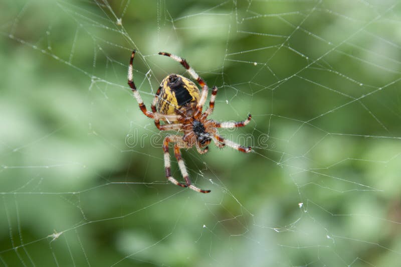 Yellow spider with stripes stock photo. Image of predator - 196020900