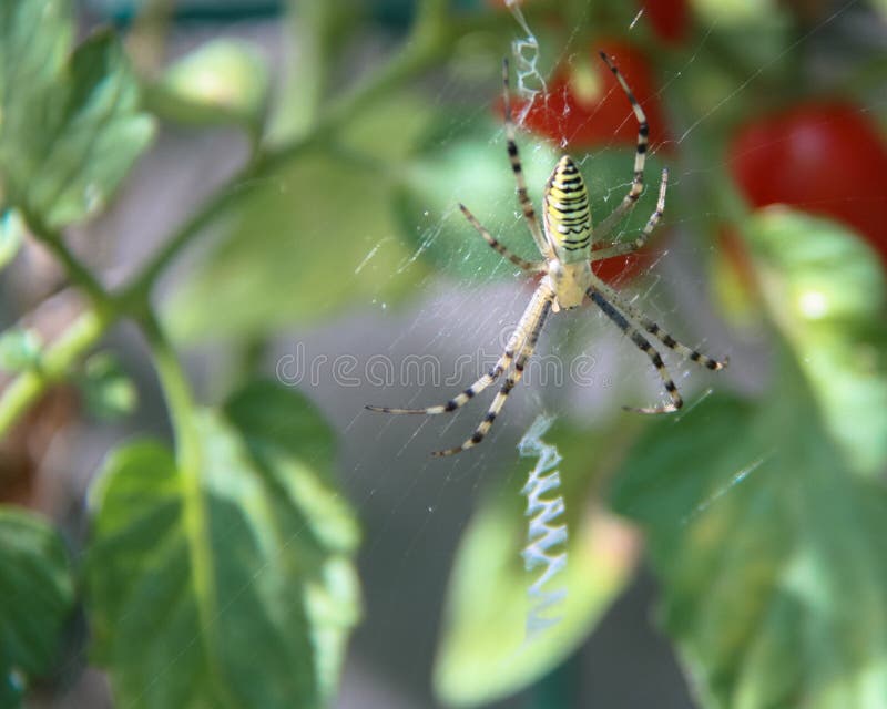 Tomato spider stock image. Image of yellow, spiderweb - 49083191