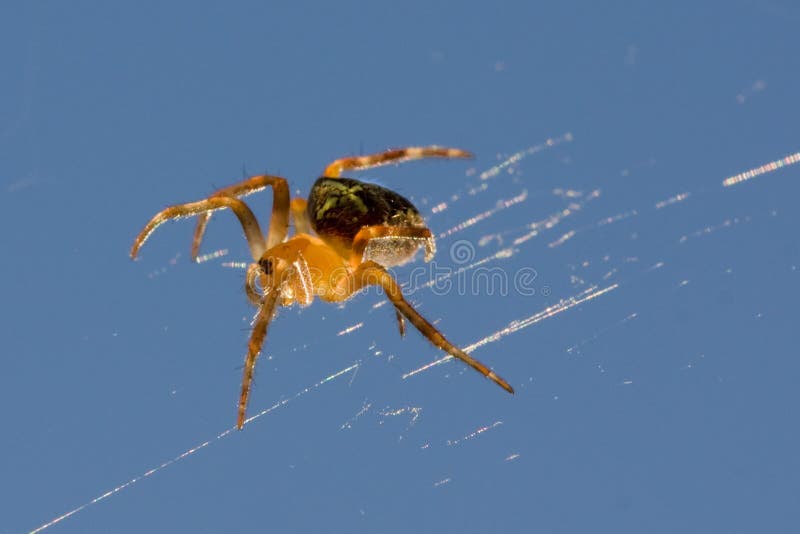 Yellow spider stock image. Image of pattern, animal, macro - 49419413