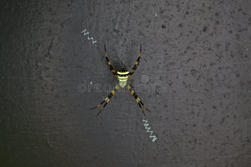 Yellow spider in web stock image. Image of insect, middle - 16018079