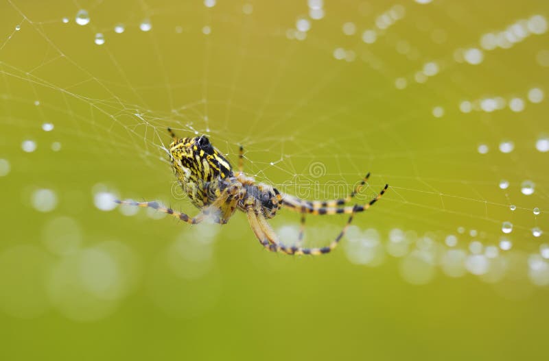 Yellow spider stock image. Image of brown, capture, arachnophobia ...