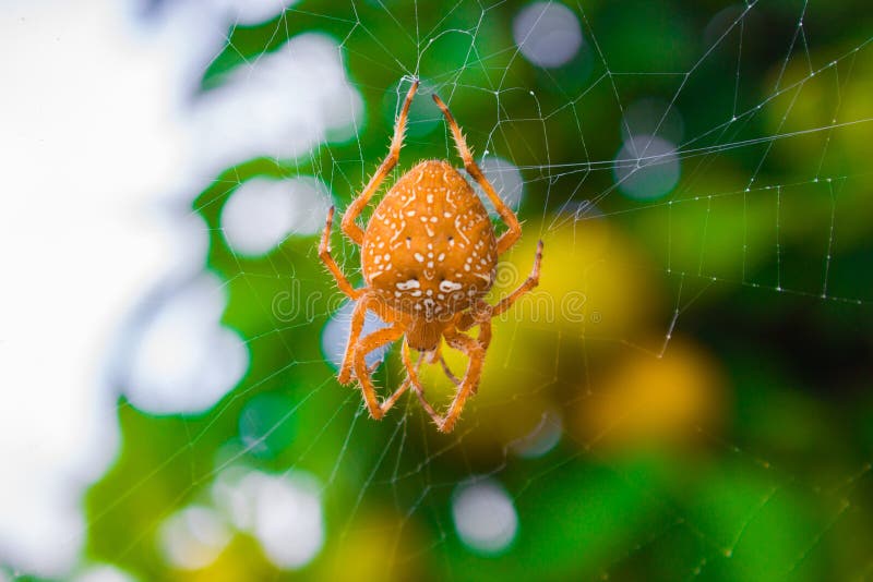 Yellow spider stock photo. Image of tree, spider, yellow - 165984528