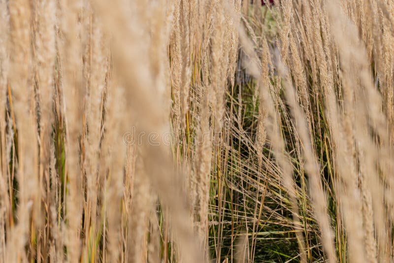 Yellow Spikelets in the Field Close-up Stock Photo - Image of ...