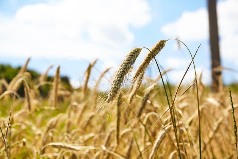 Yellow spikelets in field stock photo. Image of bread - 121342354