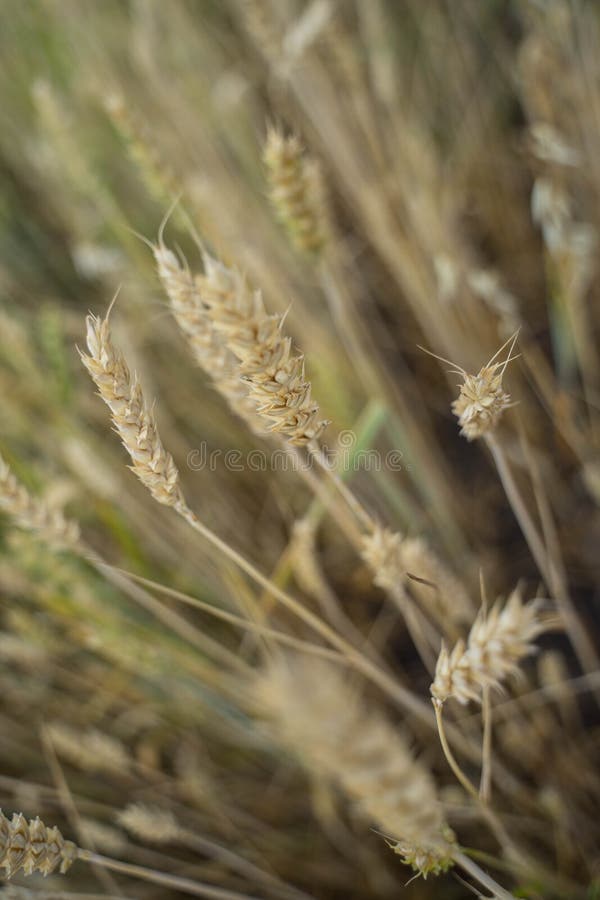 Yellow Spikelets of Wheat in a Wheat Field in the Sun`s Rays Stock ...