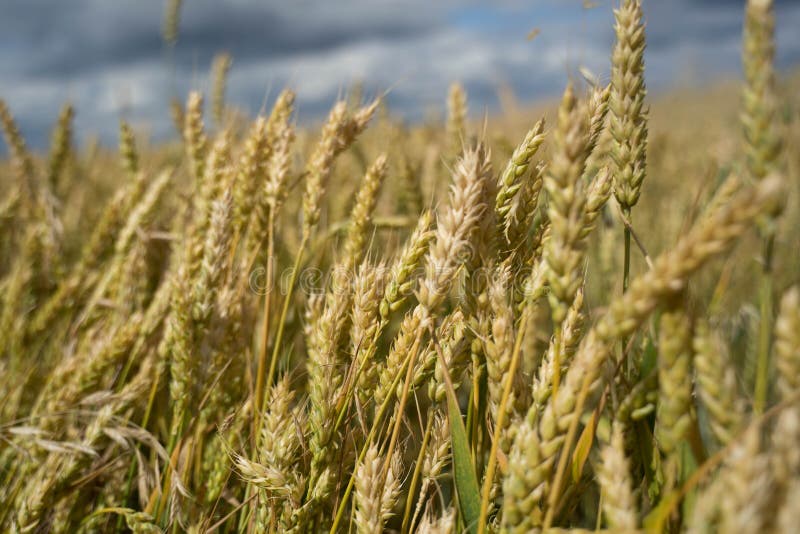 Yellow Spikelets of Wheat in a Wheat Field in the Sun`s Rays Stock ...