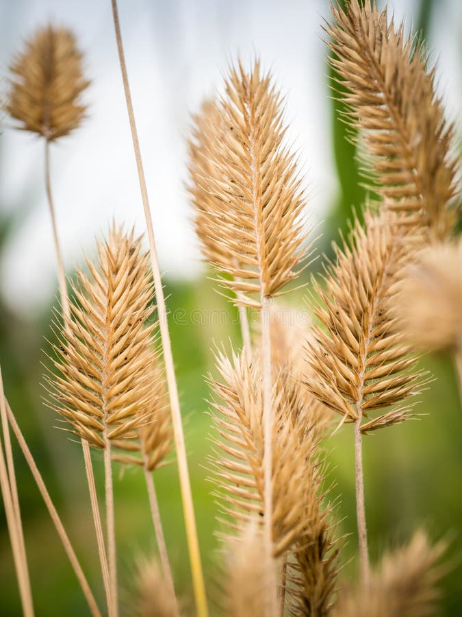 The Yellow Spikes at Nature Stock Photo - Image of country, natural ...