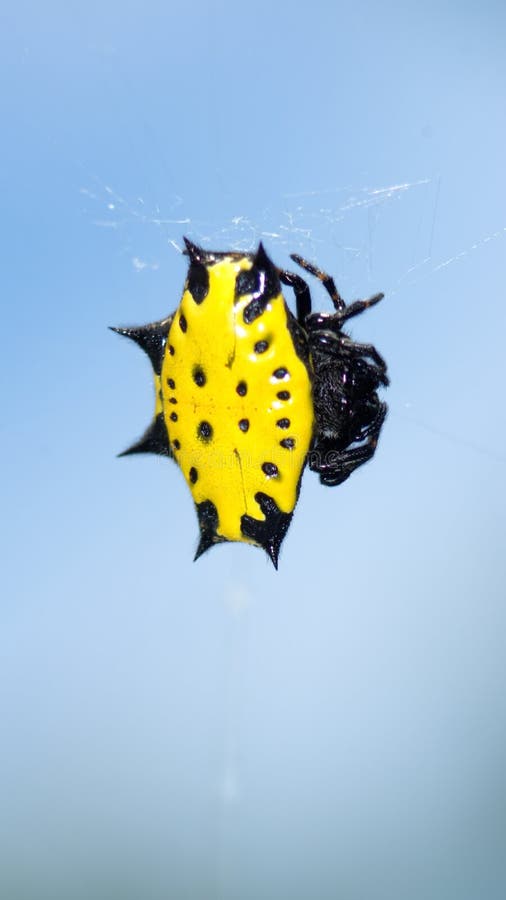 Spiny Orb Weaver Spider in a Web Stock Image - Image of field, latin ...