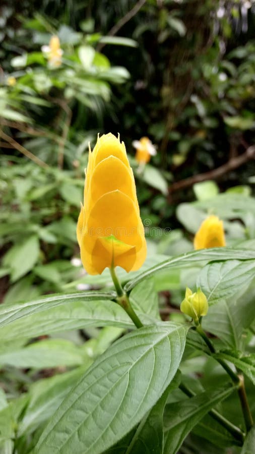 Yellow Spiral Ginger Family Stock Photo - Image of green, flower: 222131996